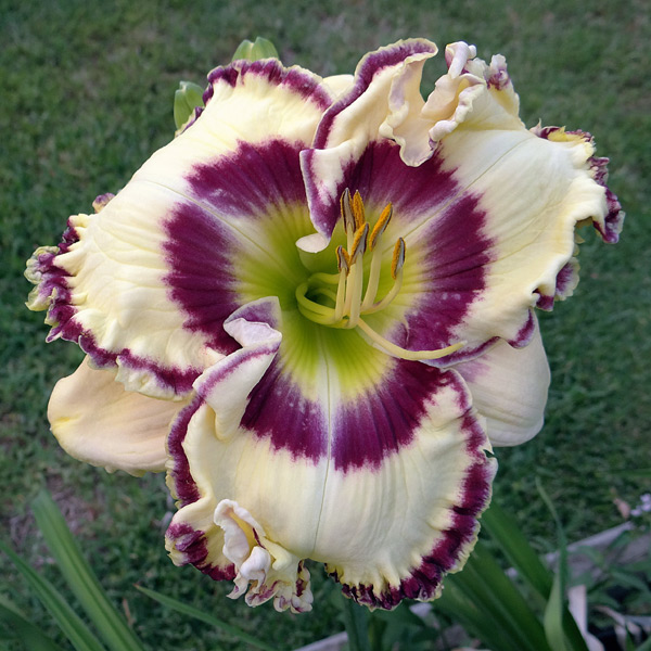 Daylily Jump Up And Kiss Me